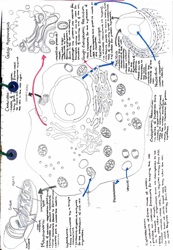A level - Cell Structure & Fractionation | Teaching Resources