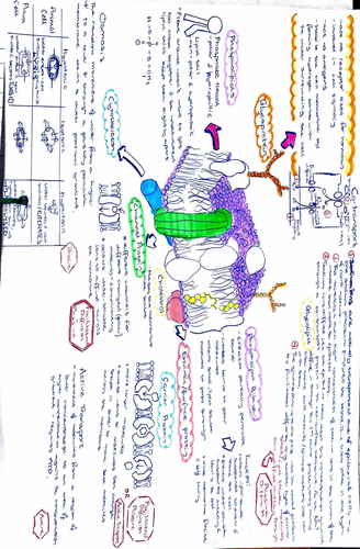 A Level - Transport Across Membranes | Teaching Resources