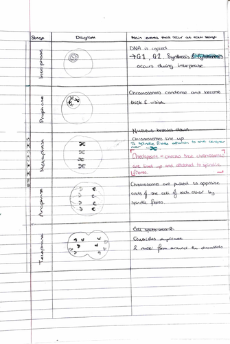A Level Biology - The Cell Cycle | Teaching Resources