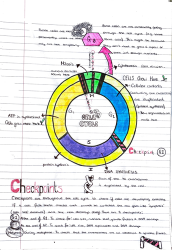 A Level Biology - The Cell Cycle | Teaching Resources