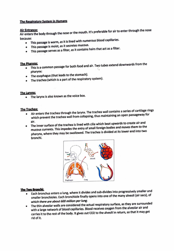 A Level Biology - Exchange Surfaces | Teaching Resources