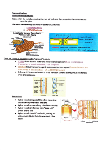 A Level Mass Transport Revision Notes | Teaching Resources