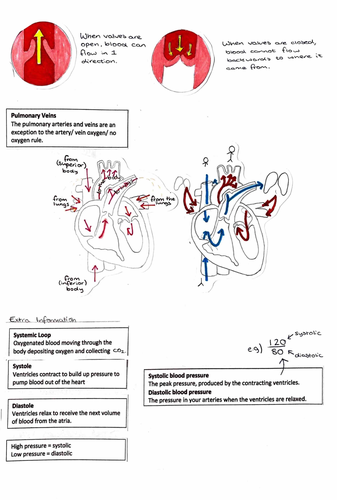 A Level Mass Transport Revision Notes | Teaching Resources