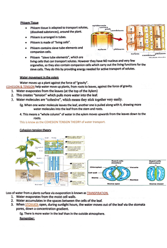A Level Mass Transport Revision Notes | Teaching Resources