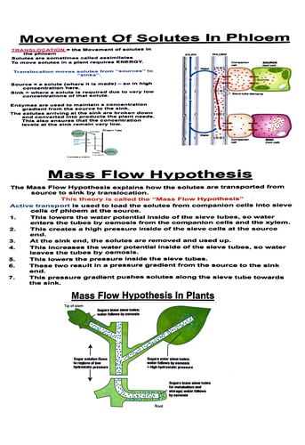 A Level Mass Transport Revision Notes | Teaching Resources