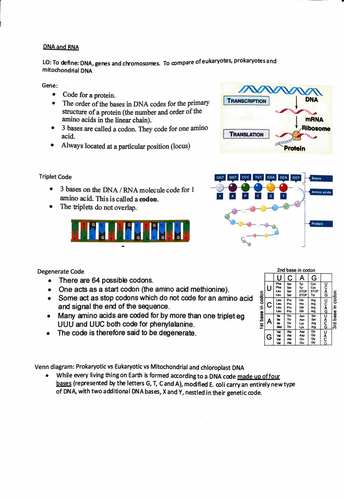 A-level Biology - DNA and RNA Revision Notes | Teaching Resources