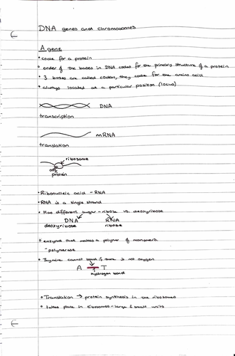 A-level Biology - DNA and RNA Revision Notes | Teaching Resources