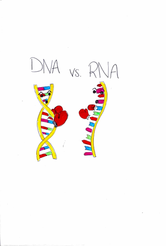 A-level Biology - DNA and RNA Revision Notes | Teaching Resources