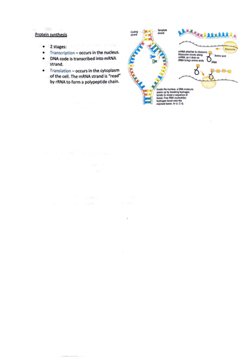A-level Biology - DNA and RNA Revision Notes | Teaching Resources