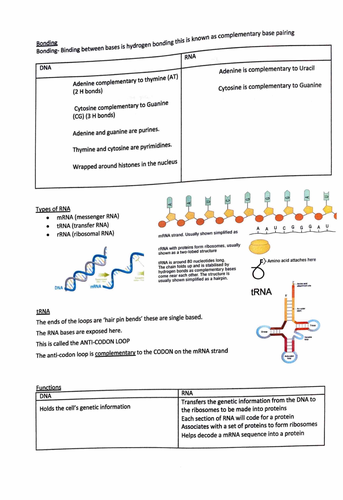 A-level Biology - DNA and RNA Revision Notes | Teaching Resources