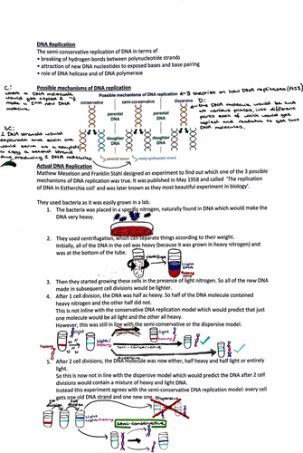 A-level Biology - DNA and RNA Revision Notes | Teaching Resources