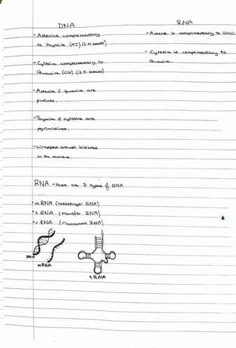 A-level Biology - DNA and RNA Revision Notes | Teaching Resources