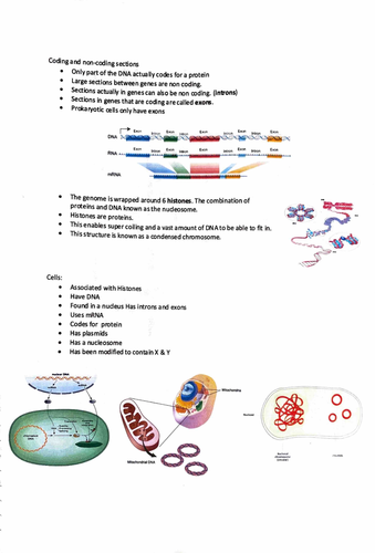 A-level Biology - DNA and RNA Revision Notes | Teaching Resources