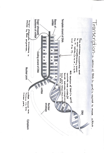 A-level Biology - DNA and RNA Revision Notes | Teaching Resources