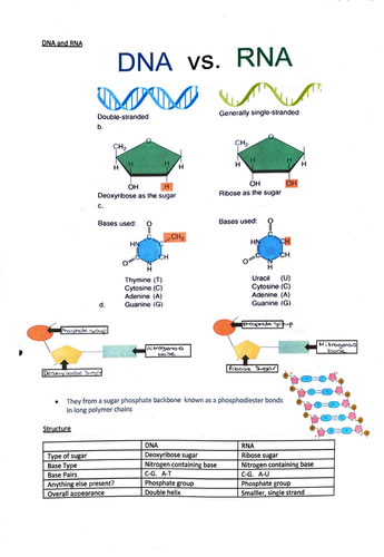 A-level Biology - DNA and RNA Revision Notes | Teaching Resources