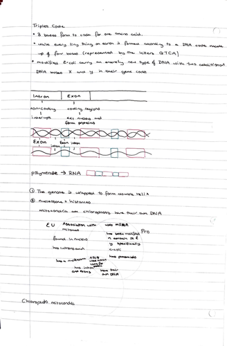 A-level Biology - DNA and RNA Revision Notes | Teaching Resources