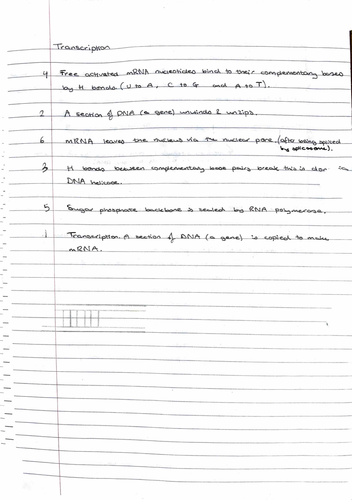 A-level Biology - DNA and RNA Revision Notes | Teaching Resources