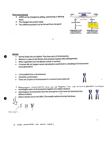 Meiosis, Genetic Variation and Mutations | Teaching Resources