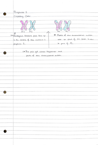 Meiosis, Genetic Variation and Mutations | Teaching Resources