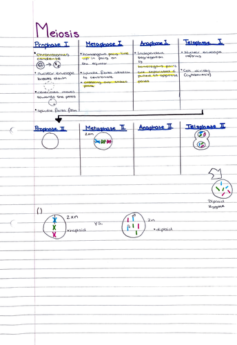 Meiosis, Genetic Variation and Mutations | Teaching Resources