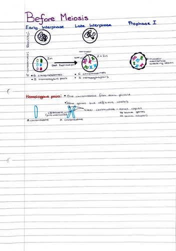 Meiosis, Genetic Variation and Mutations | Teaching Resources