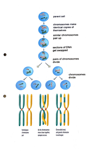 Meiosis, Genetic Variation and Mutations | Teaching Resources