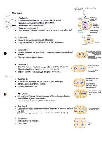 Meiosis, Genetic Variation and Mutations | Teaching Resources