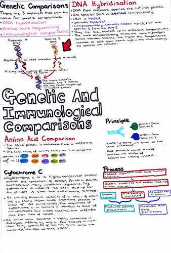 A-level Genetic Diversity Revision Notes | Teaching Resources