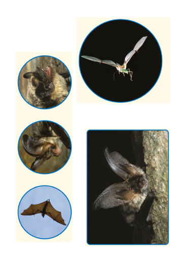 RWI pictures to print - Read Write Inc | Teaching Resources