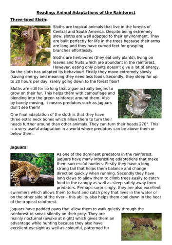 KS3: Tropical Rainforests: L5: Animal Adaptations | Teaching Resources
