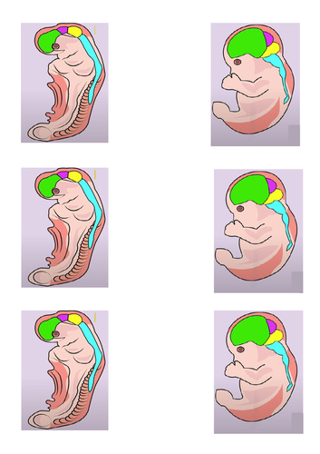 Early Brain Development (GCSE Psychology AQA) | Teaching Resources
