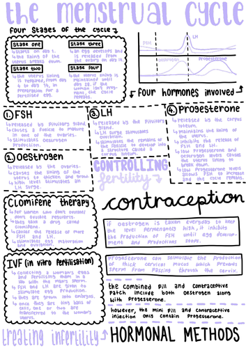 The Menstrual Cycle - Biology Summary Sheet | Teaching Resources