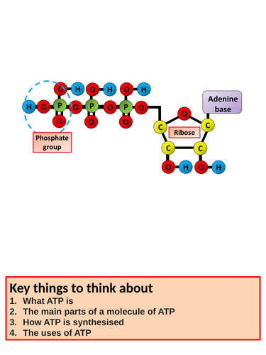 A Level Biology ATP Lesson & Activities | Teaching Resources