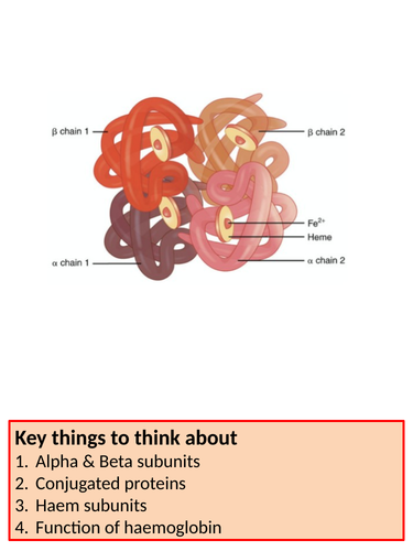 A Level Biology Type of Proteins Lesson & Activities | Teaching Resources