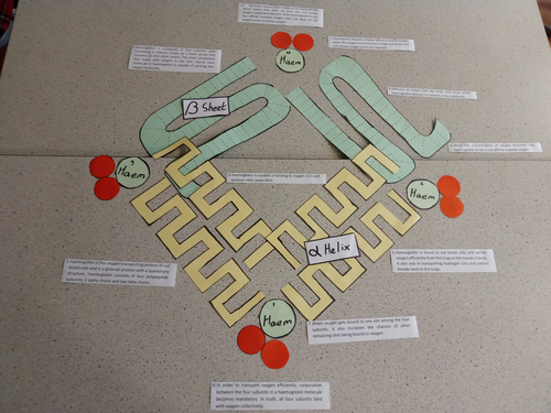 A Level Biology Type of Proteins Lesson & Activities | Teaching Resources
