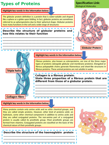 A Level Biology Type of Proteins Lesson & Activities | Teaching Resources