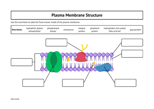 Label the Structure of the Plasma Membrane + Answers Included ...