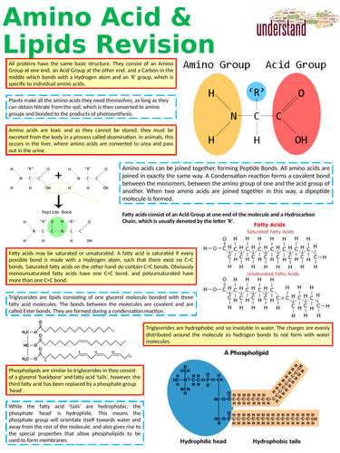 A Level Biology Protein Structure Lesson & Activities | Teaching Resources