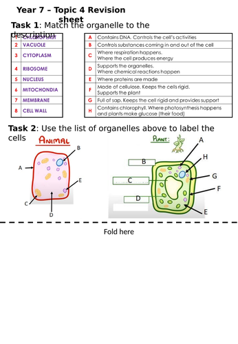 KS3 Science - Cells, Microscopes & Organisation | Teaching Resources