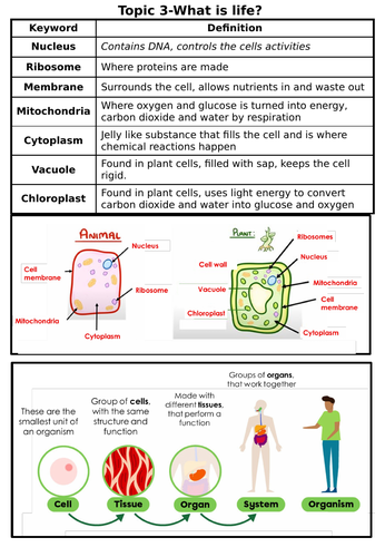 KS3 Science - Cells, Microscopes & Organisation | Teaching Resources
