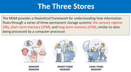 The multi-store model - AQA A Level Psychology (Memory) | Teaching ...