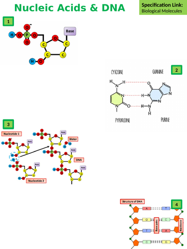 A Level Biology Nucleic Acids Lesson & Activities | Teaching Resources