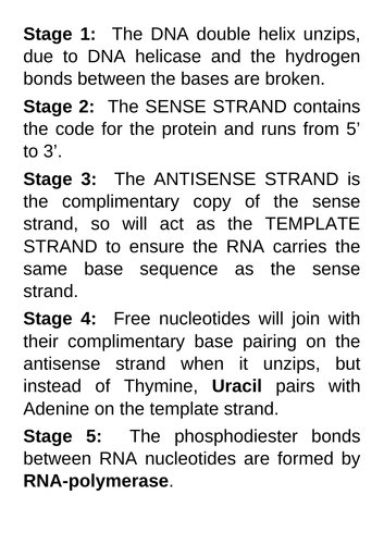 A Level Biology Protein Synthesis Lesson & Activities | Teaching Resources