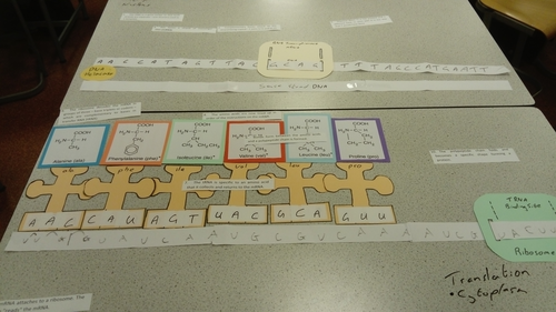 A Level Biology Protein Synthesis Lesson & Activities | Teaching Resources