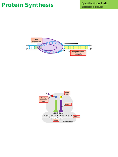 A Level Biology Protein Synthesis Lesson & Activities | Teaching Resources