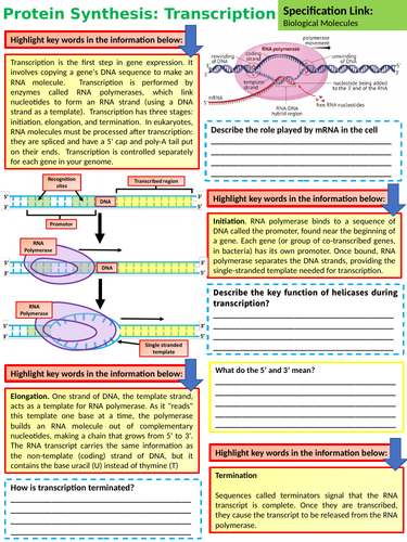 A Level Biology Protein Synthesis Lesson & Activities | Teaching Resources