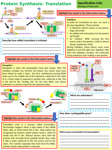 A Level Biology Protein Synthesis Lesson & Activities | Teaching Resources