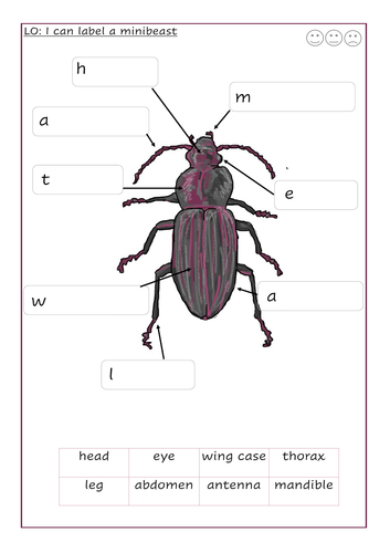 Minibeasts - science unit of work (KS1) | Teaching Resources