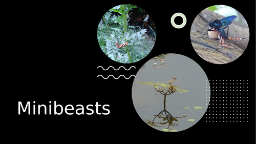 Minibeasts - science unit of work (KS1) | Teaching Resources