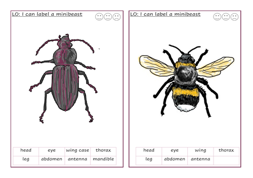 Minibeasts - science unit of work (KS1) | Teaching Resources